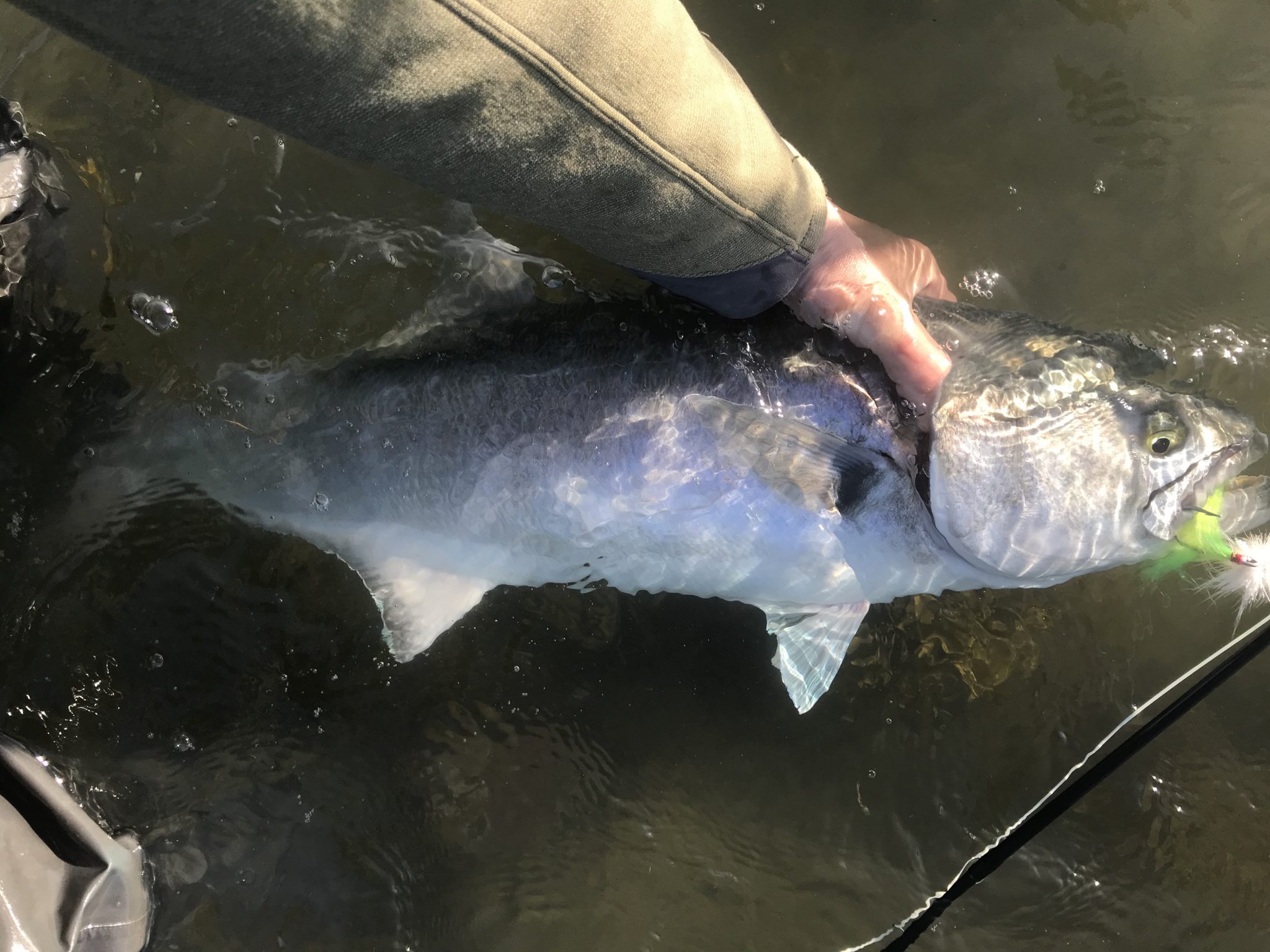 Long Island - New York Fishing Report - May 21, 2020 - On The Water