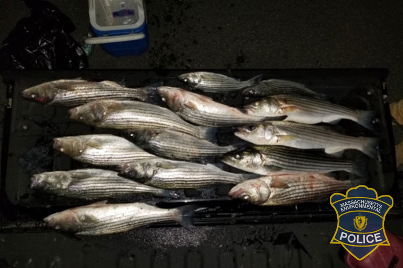 Massachusetts EPO Busts Boston Harbor Striped Bass Poachers - On The Water