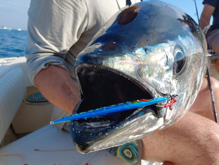 Jigging for Bluefin Tuna - On The Water
