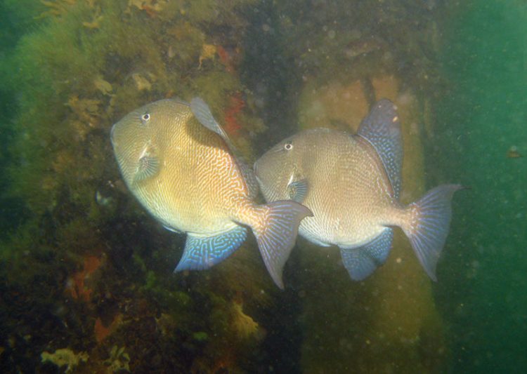 Shore Fishing for Triggerfish - On The Water