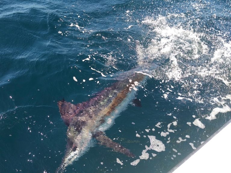 Video and Photos: Marlin caught off the tip of Cape Cod - On The Water