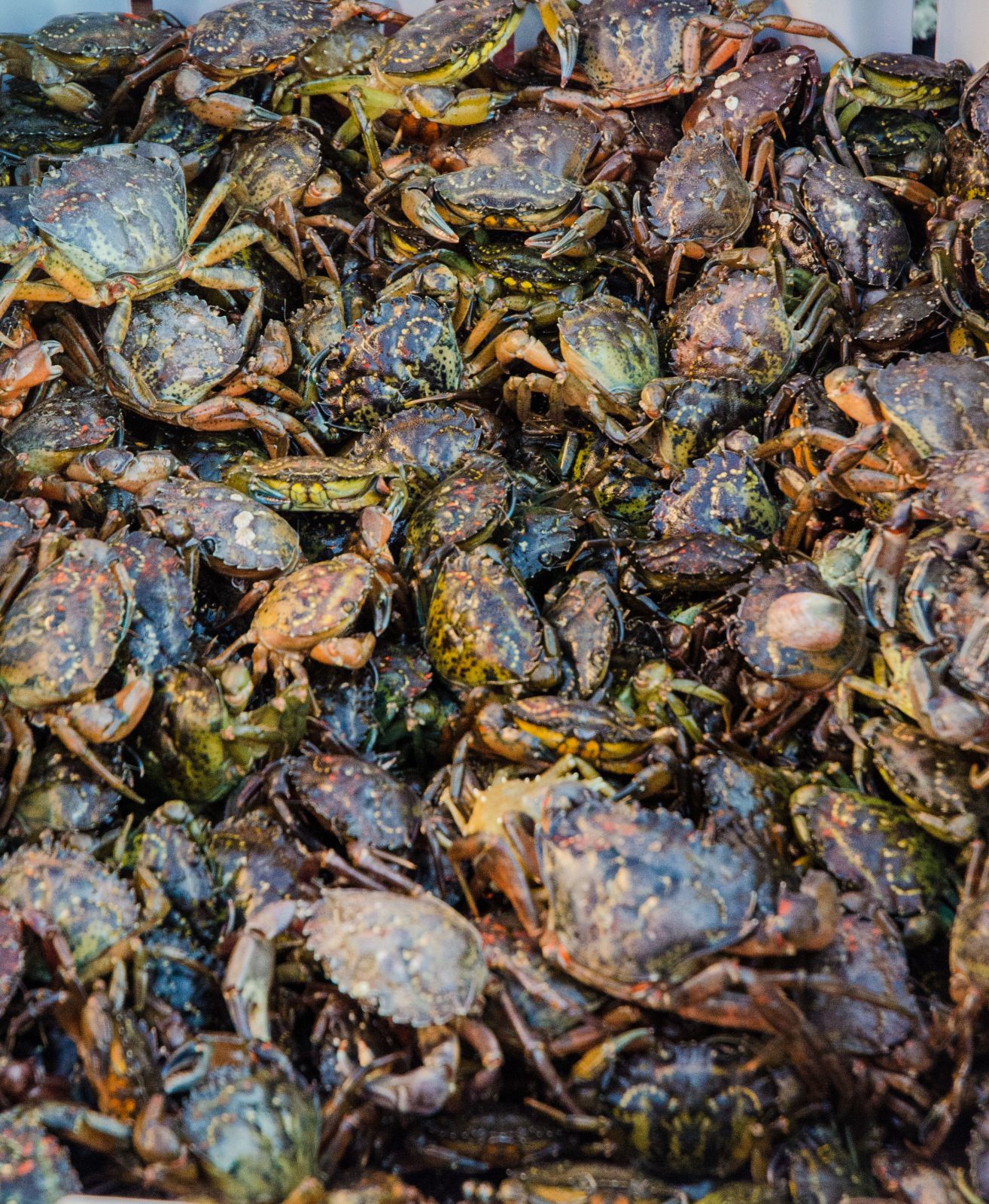 The Best Bait for Tautog Fishing - On The Water