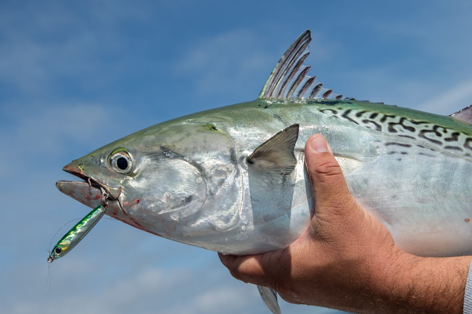 How to Catch False Albacore - On The Water