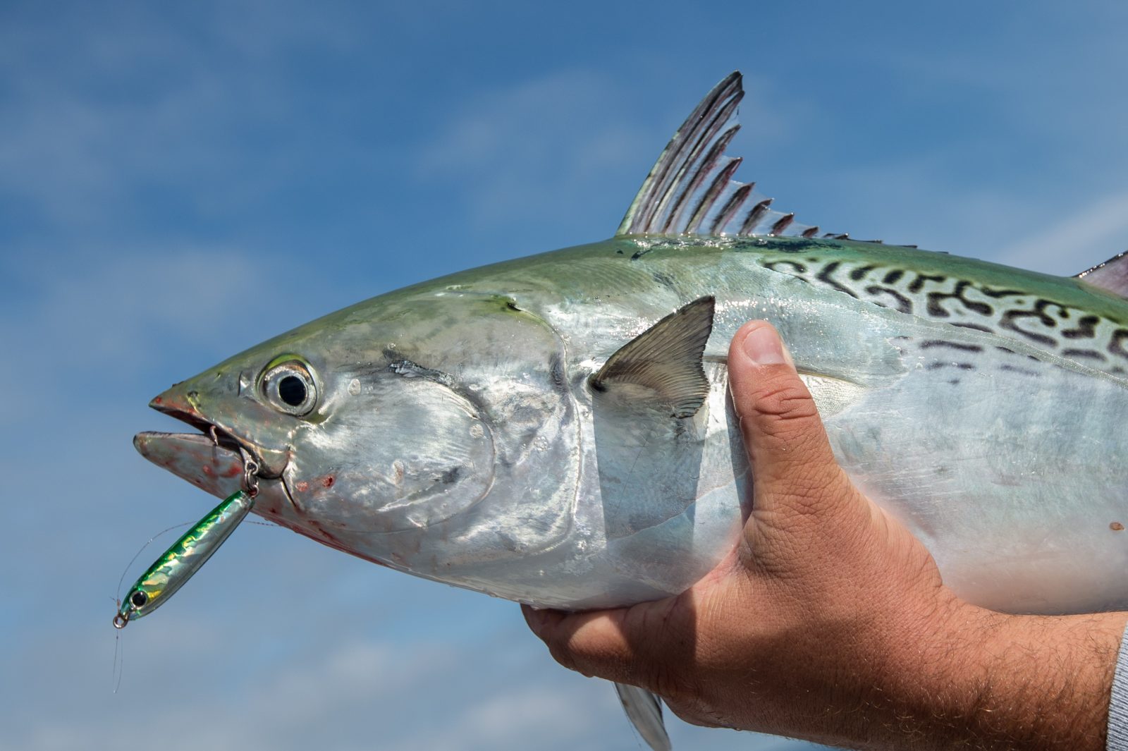 How to Catch False Albacore - On The Water