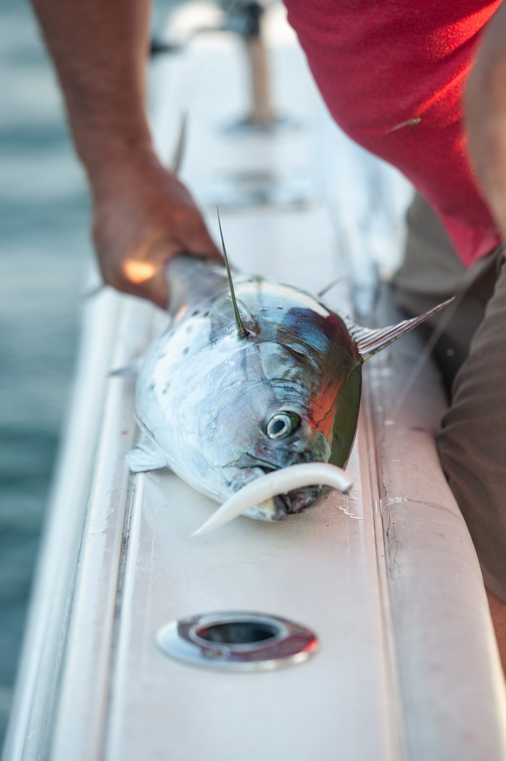 How to Catch False Albacore - On The Water
