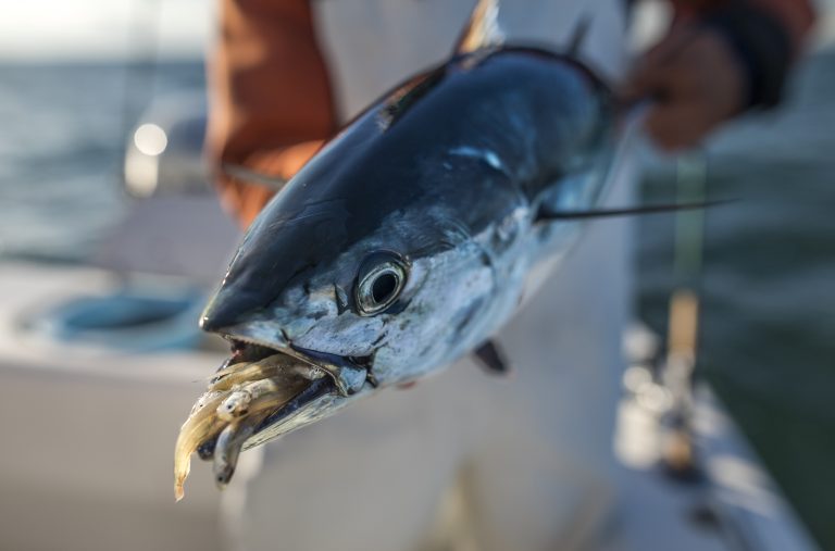 How to Catch False Albacore - On The Water