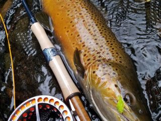 New York | Fall Brown Trout Stocking - On The Water