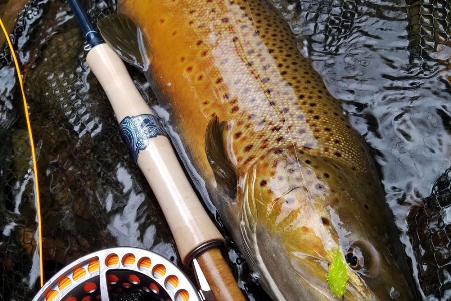 New York | Fall Brown Trout Stocking - On The Water