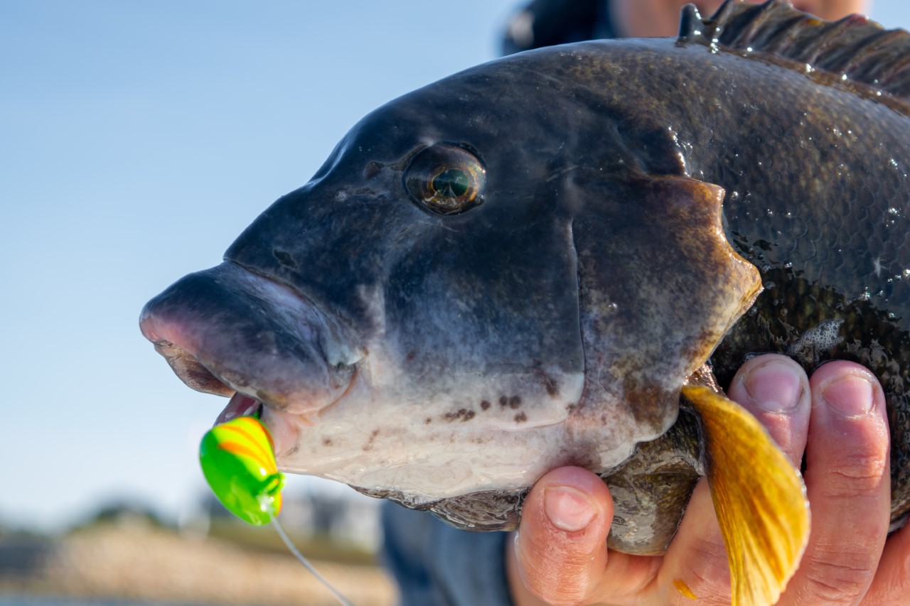 How to Catch Tautog - On The Water - Bottom Fishing
