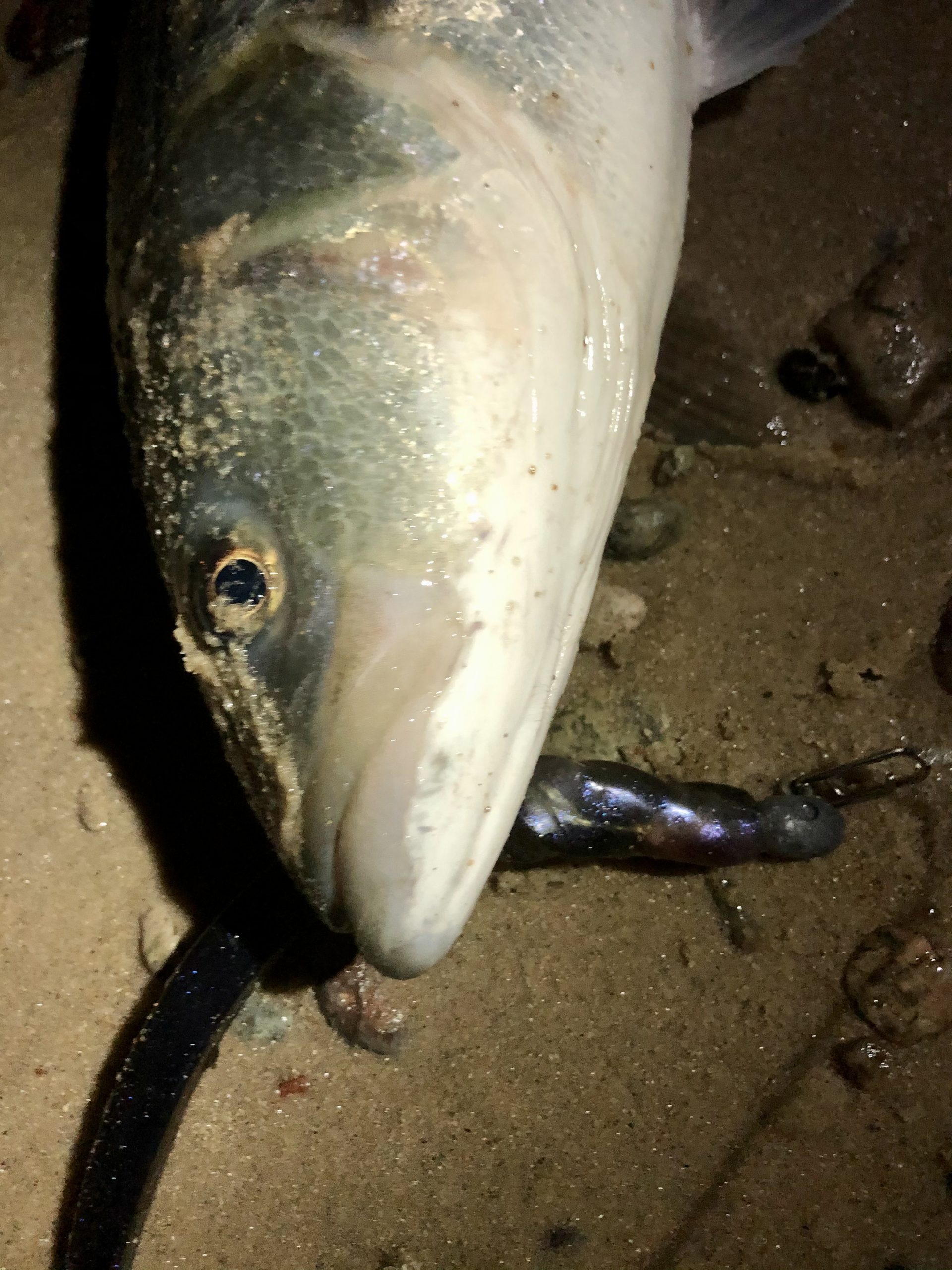 Cape Cod Fishing Report – November 19, 2020 - On The Water