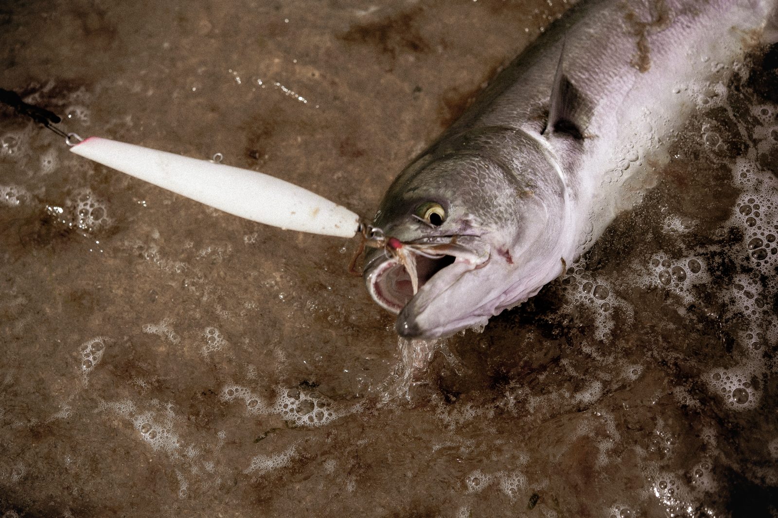 The Great Long Island Bluefish Blitz of '77 - On The Water