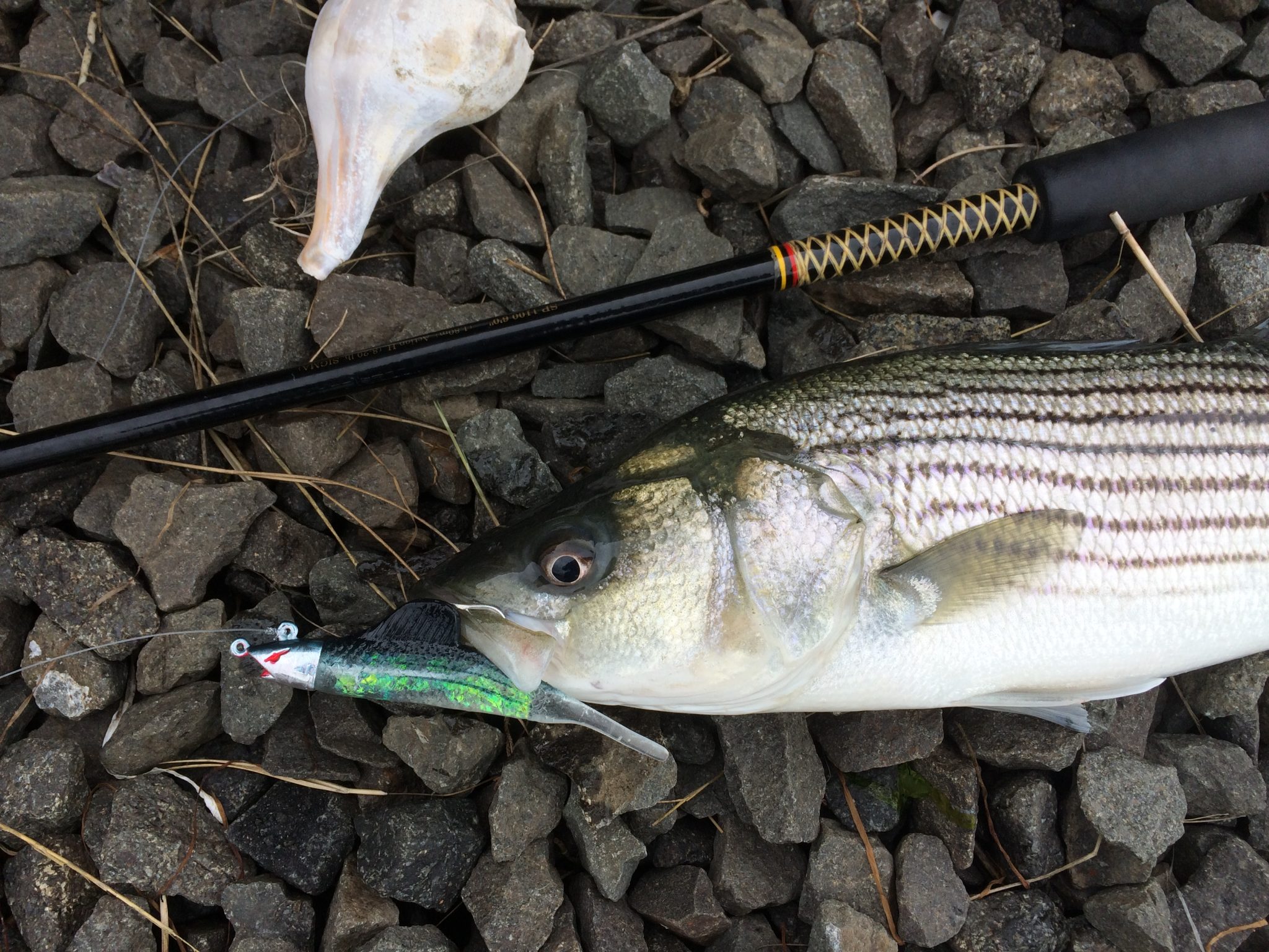 Long Island | The Last Stripers of the Season - On The Water