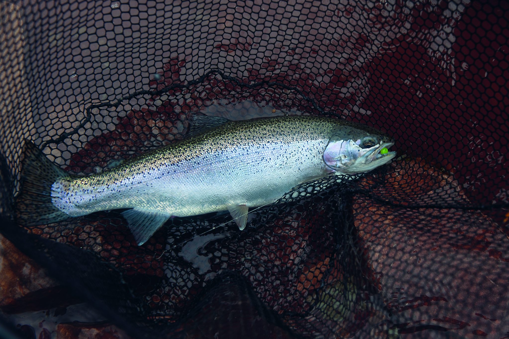 5 Steps to Catch More Steelhead - On The Water