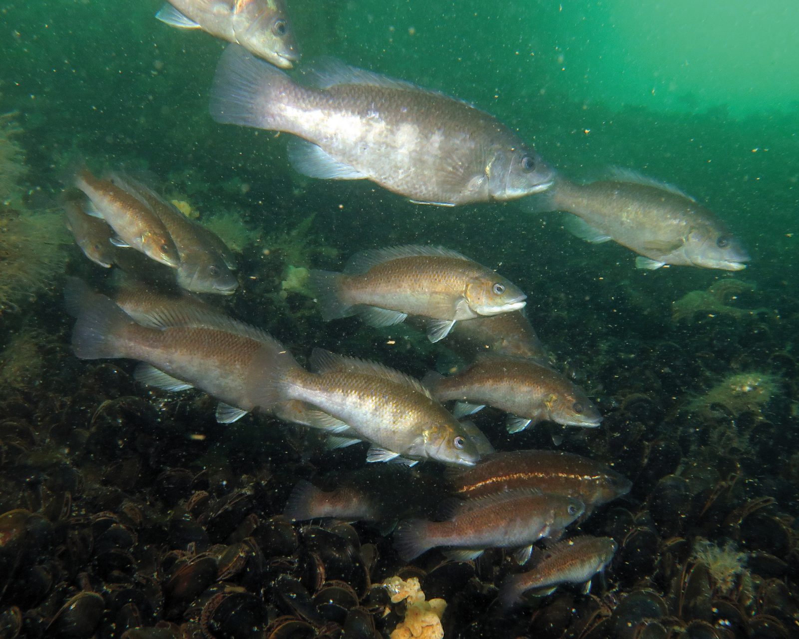 4 Saltwater Records You Can Break - On The Water