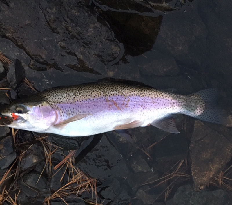 Massachusetts Fishing Report – December 10, 2020 - On The Water