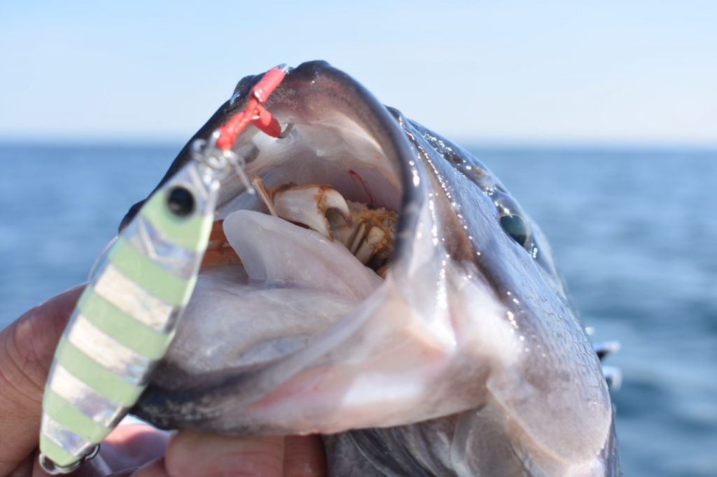 How to Catch Black Sea Bass - On The Water - Bottom Fishing