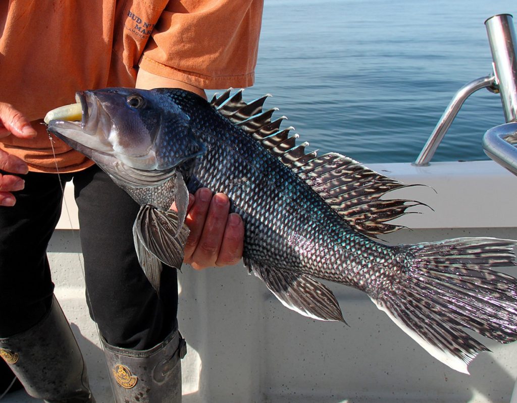 Black Sea Bass Fish Facts - On The Water