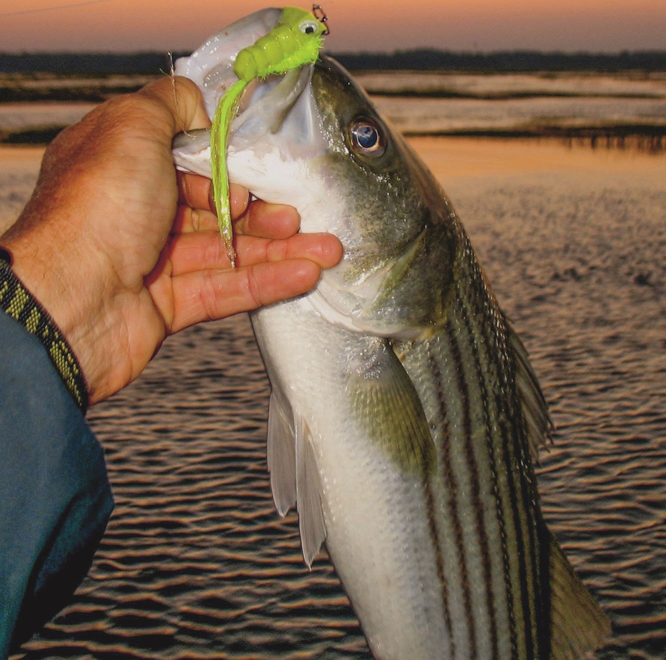 The Gurgler: A Great Topwater Fly for Stripers, Bluefish, and Albies ...