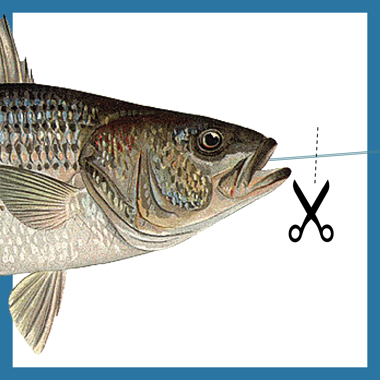 Circle Hooks for Striped Bass - On The Water