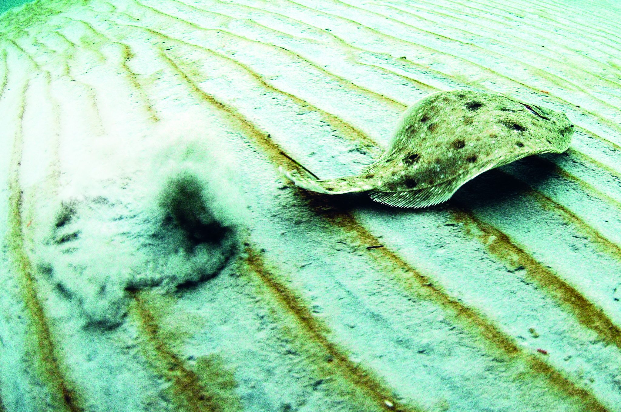 The New Jersey Fluke Fishing Playbook - On The Water