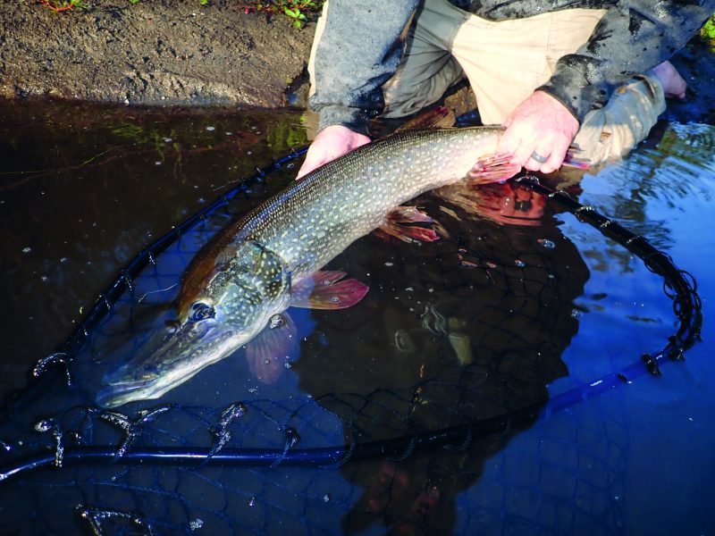 How to Catch Northern Pike - On The Water