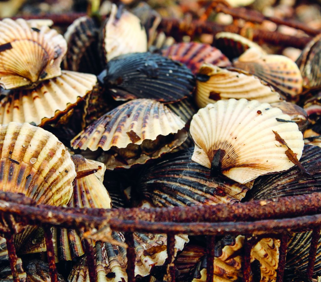 Shellfish Facts and FAQ - On The Water