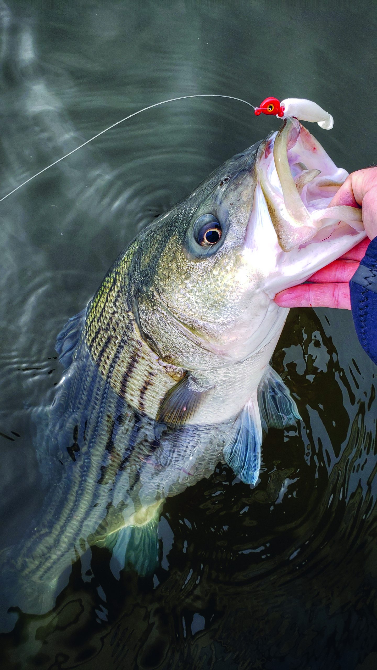 South Jersey's Spring Striper Run - On The Water