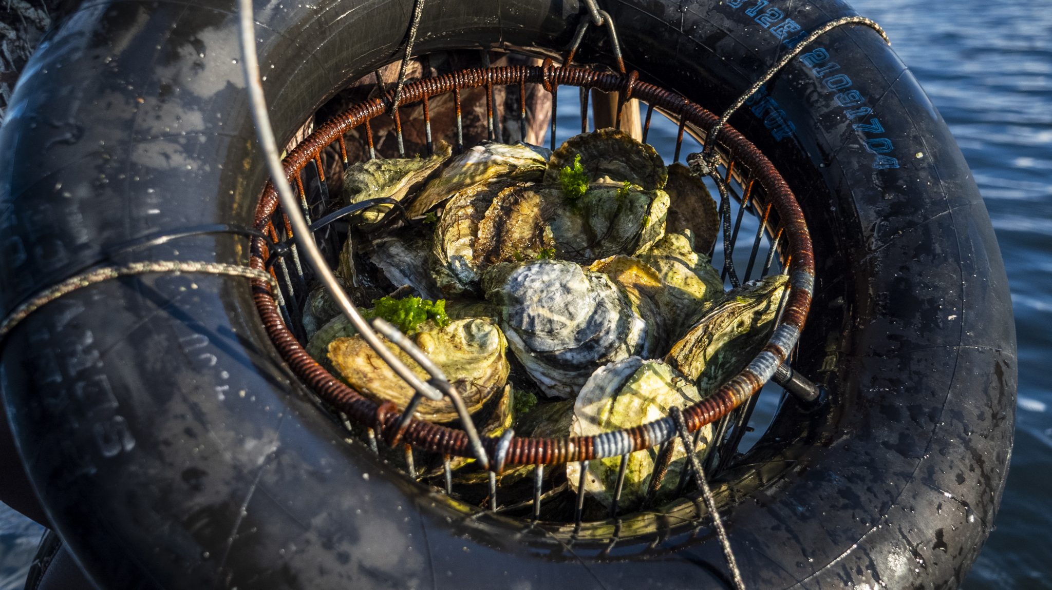 How to Gather Oysters: Tips and Tools - On The Water