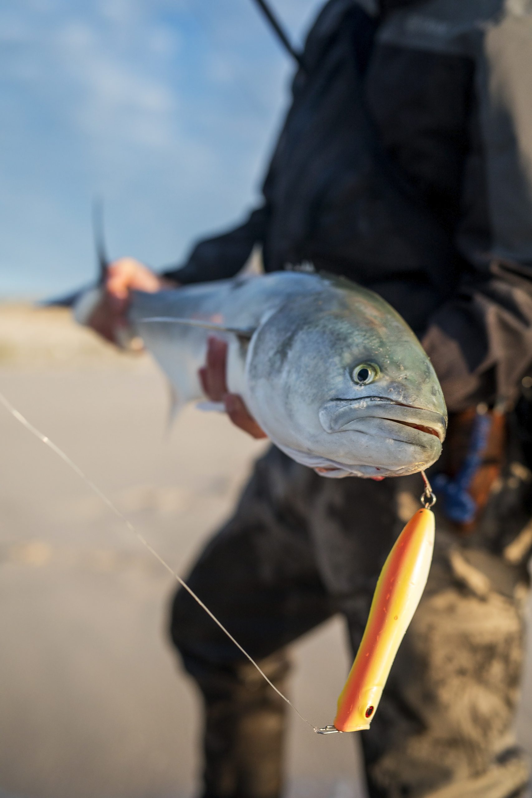 MAFMC Seeking Public Comments on Bluefish Management Options - On The Water