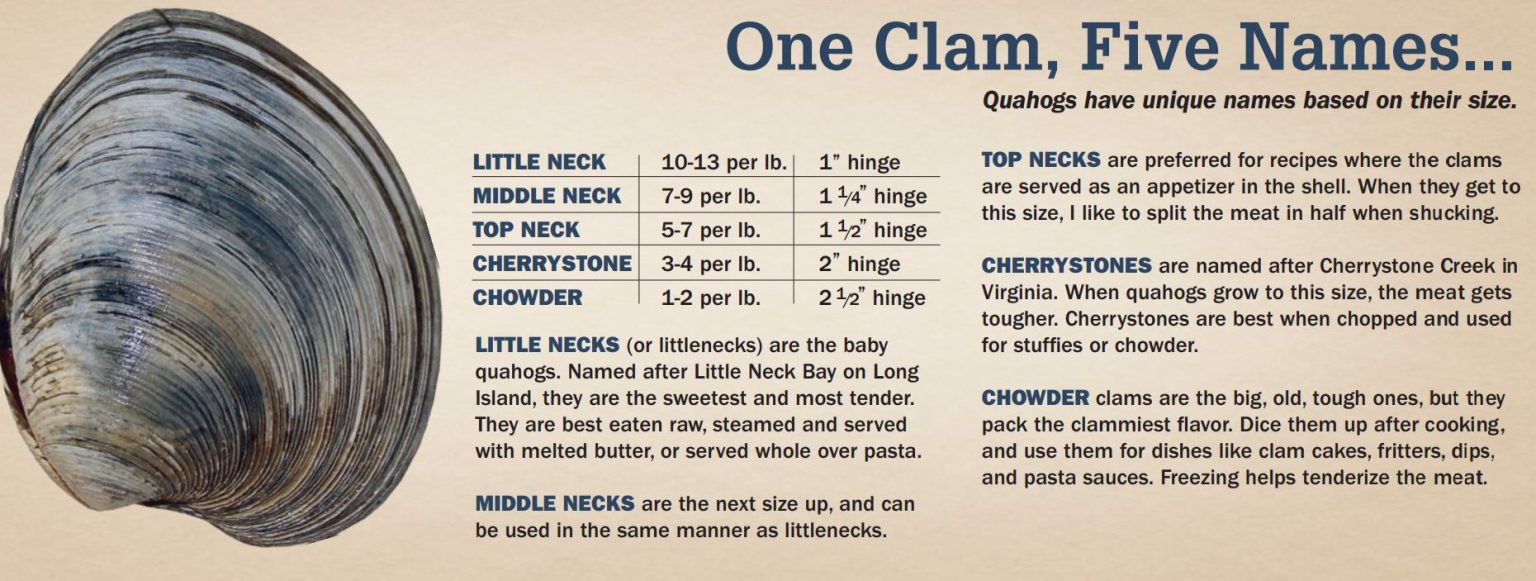 How to Gather Clams (Tools & Tips)