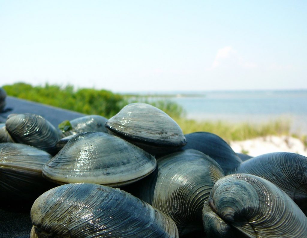 Shellfish Facts and FAQ - On The Water