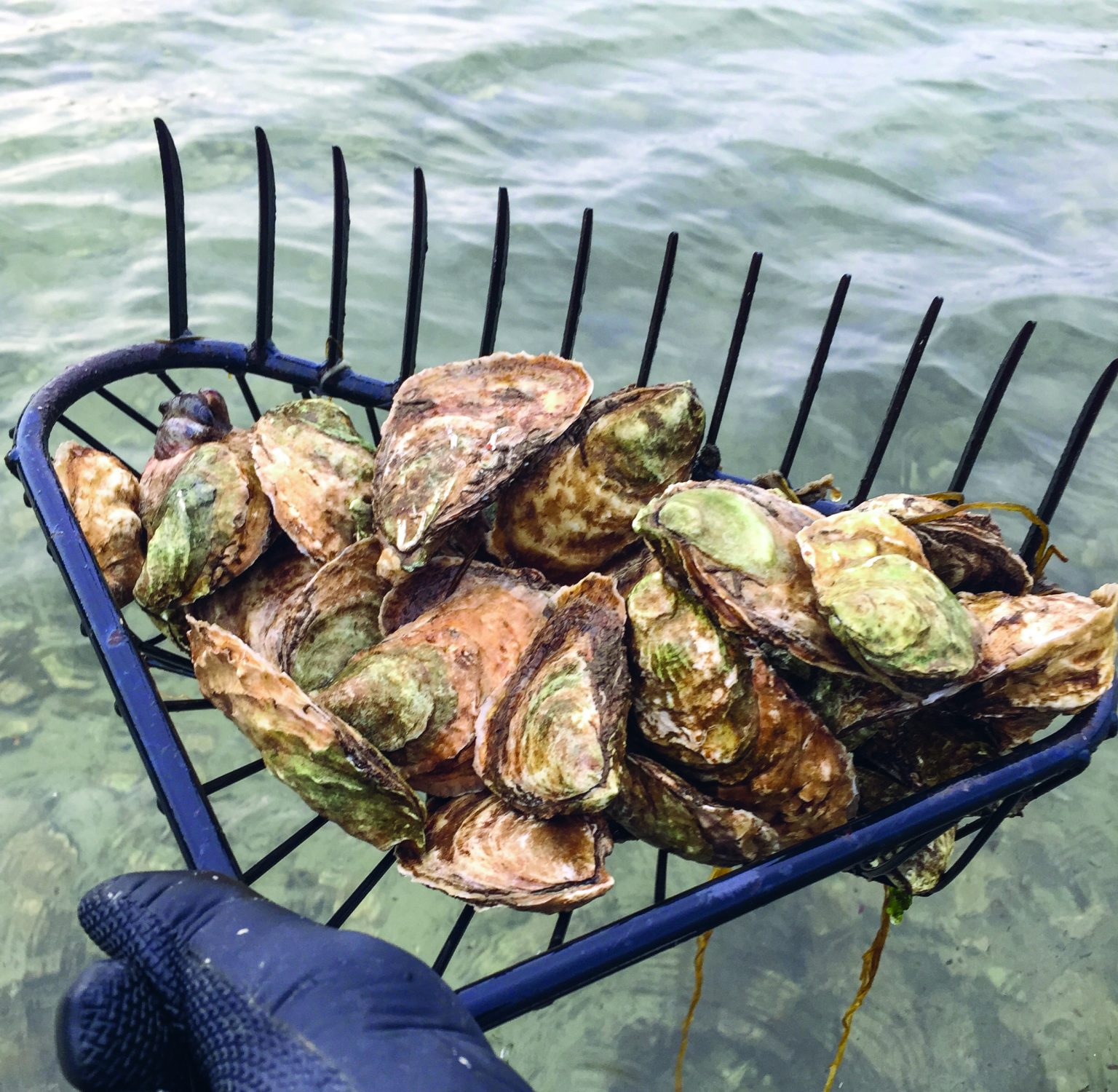 How to Gather Oysters: Tips and Tools - On The Water