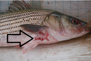 Striper Fish Facts and FAQ - On The Water