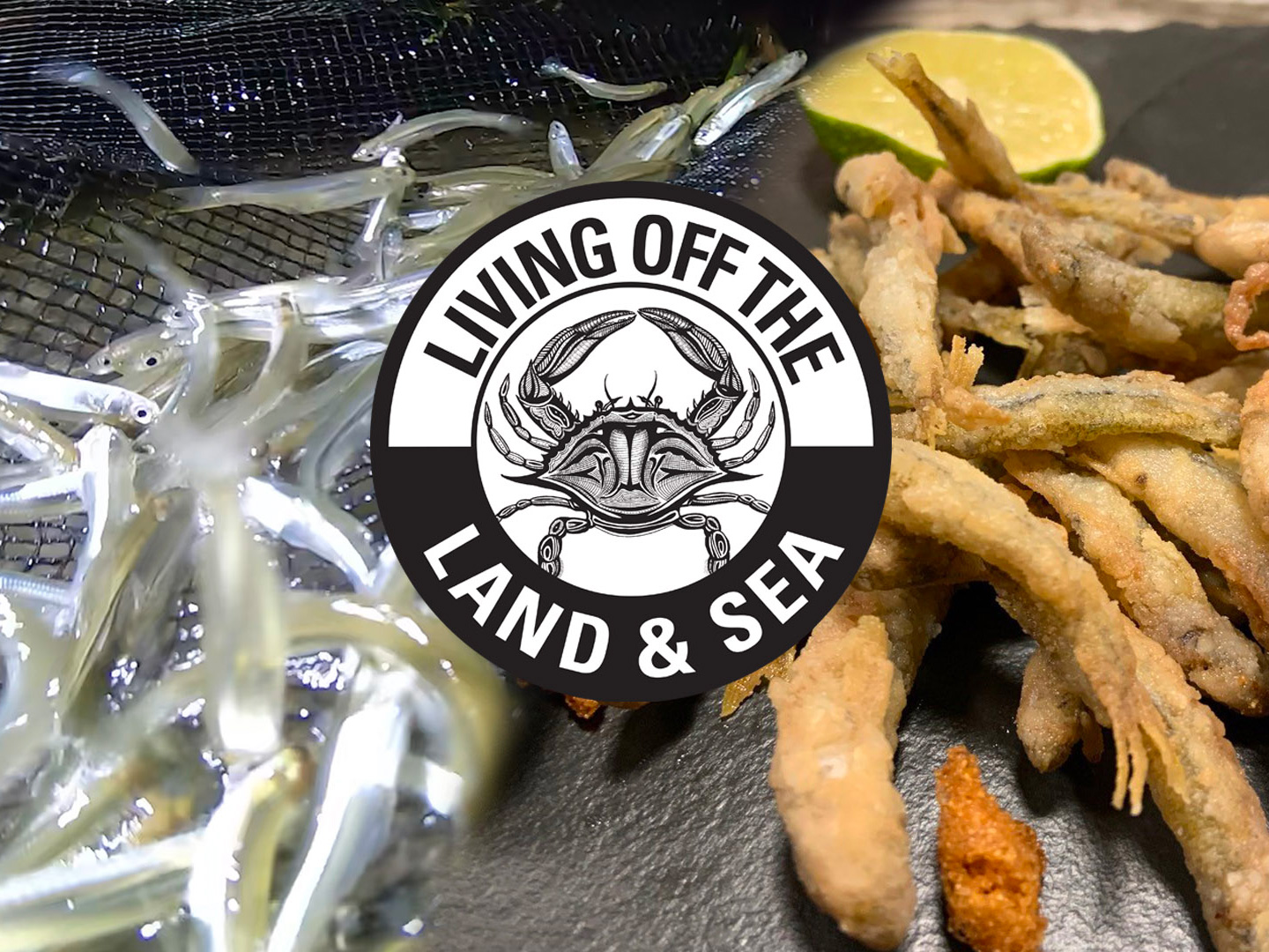 Eating Bait - Atlantic Silverside Catch and Cook - On The Water