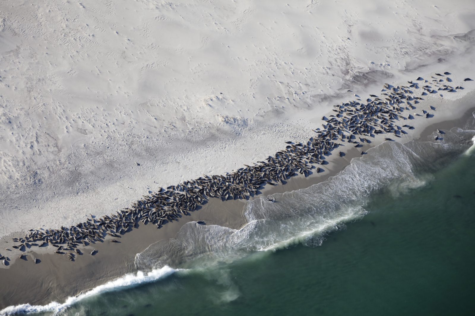 Cape Cod's Seal Problem - On The Water