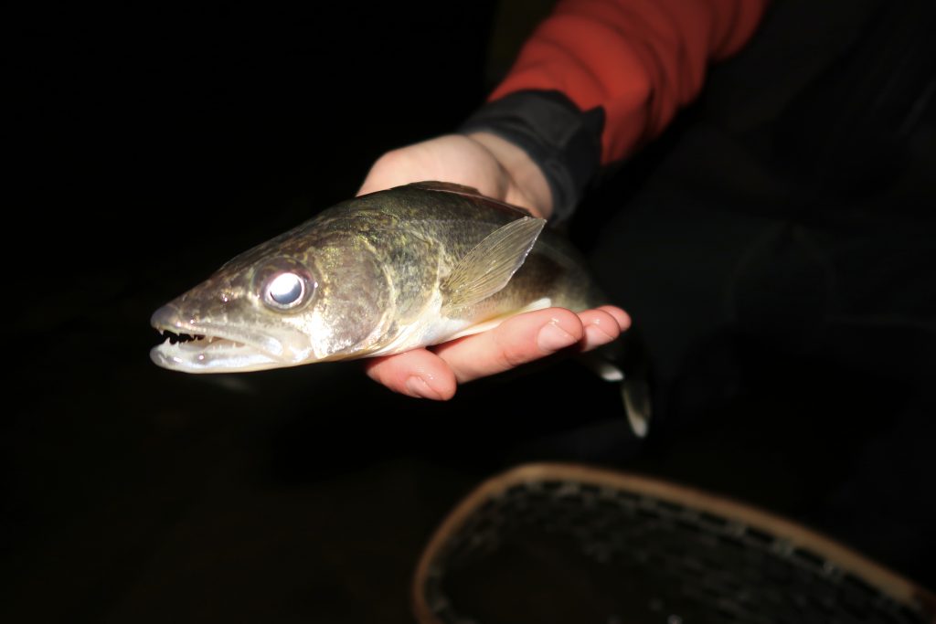 5 Places to Find Walleye in Northern New Jersey - On The Water