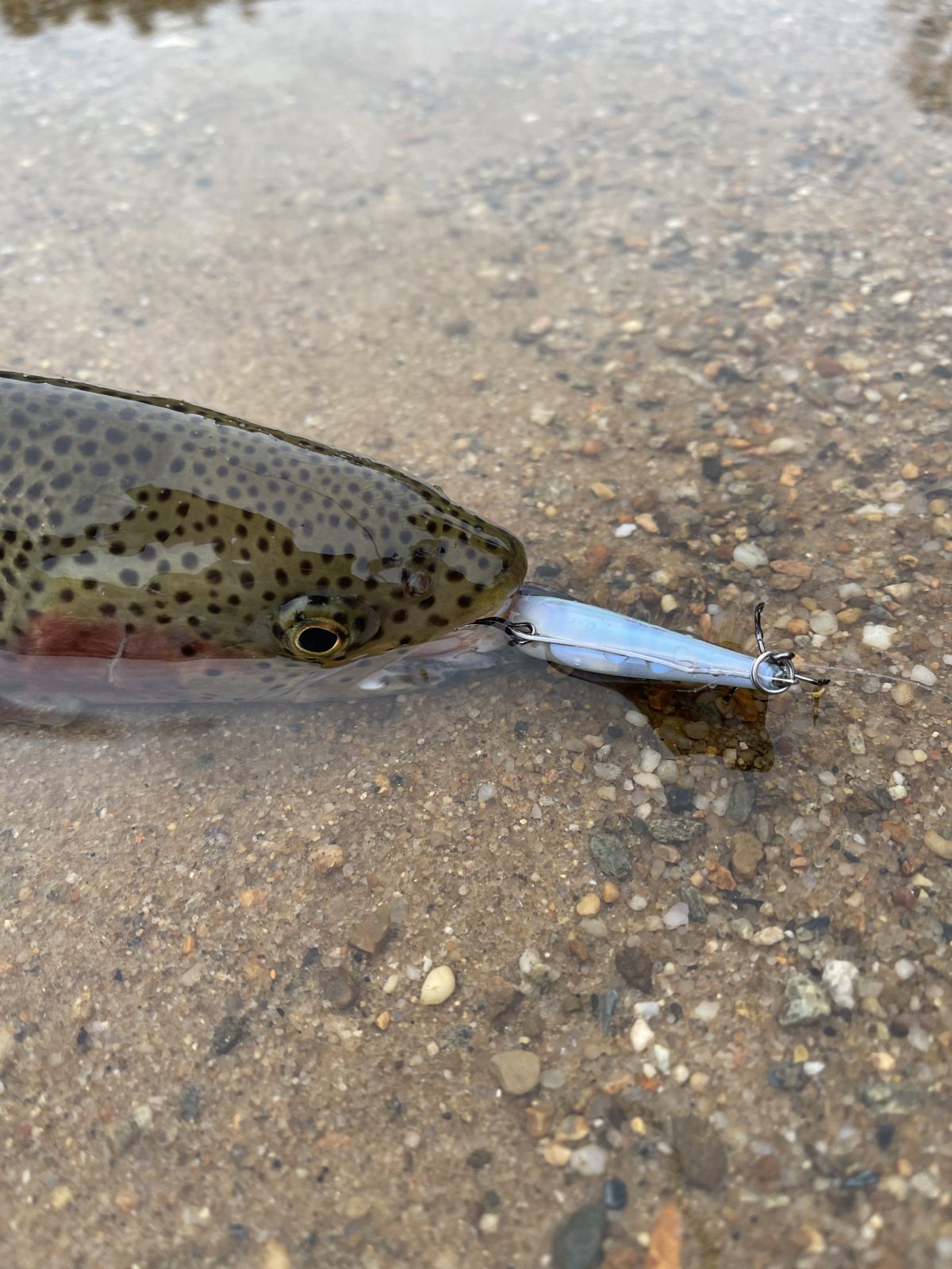 Featured Lure: Rapala Rap-V Blade - On The Water