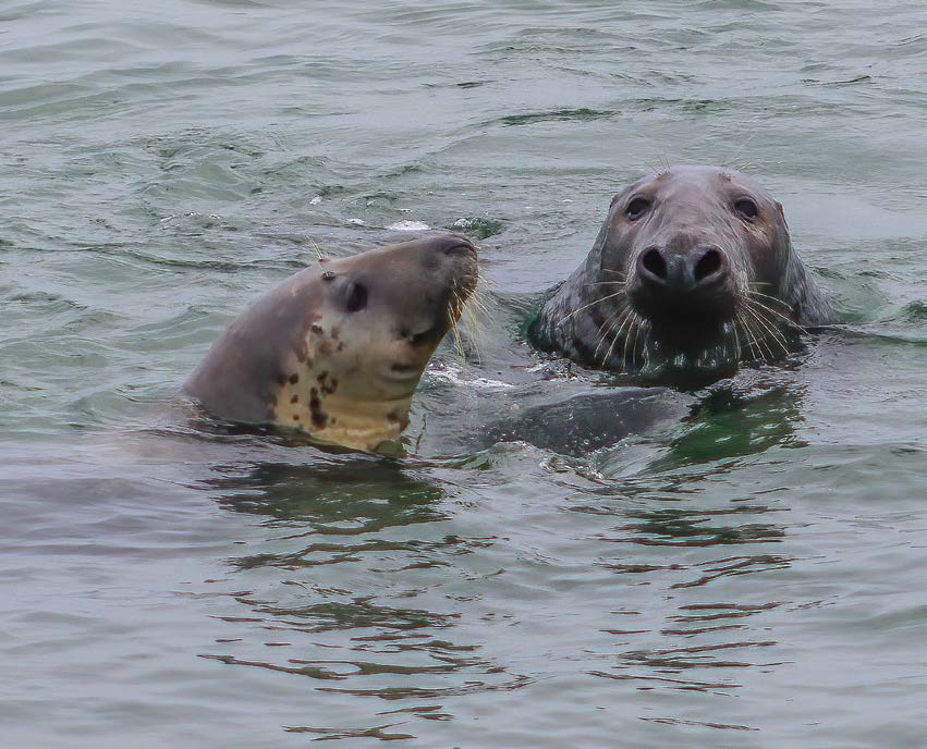 Cape Cod's Seal Problem - On The Water