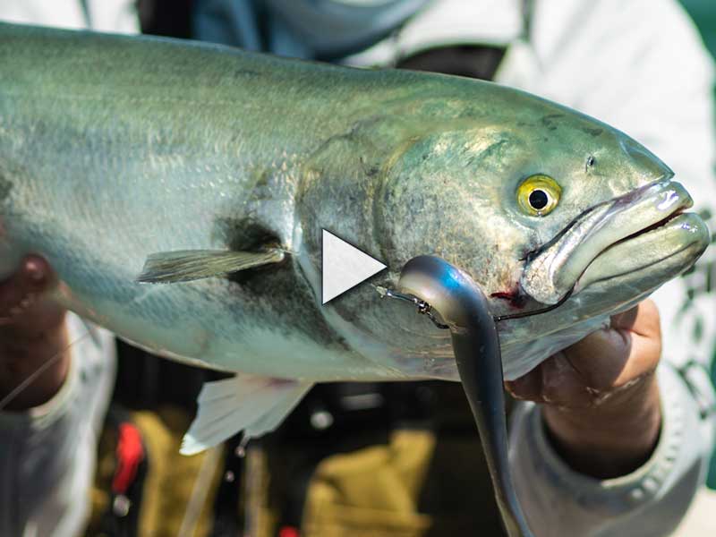 Saltwater Blue Fish Teeth