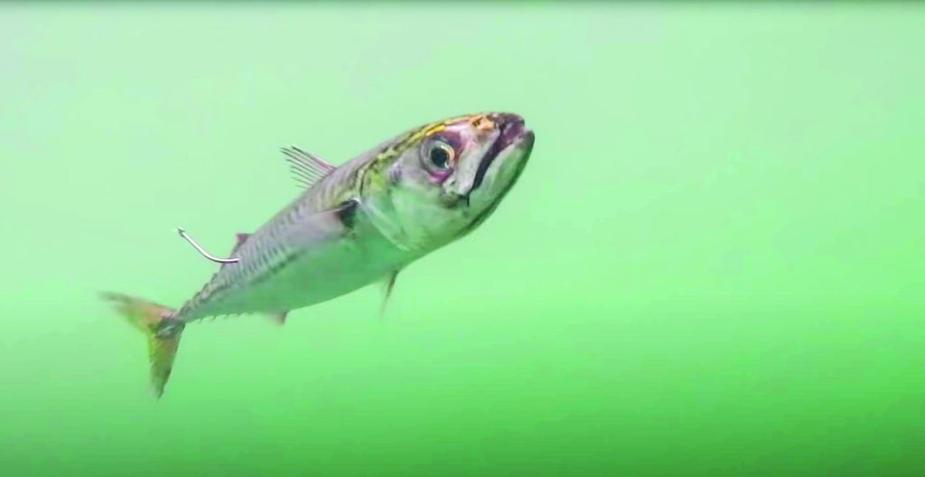 How to Catch Striped Bass - On The Water