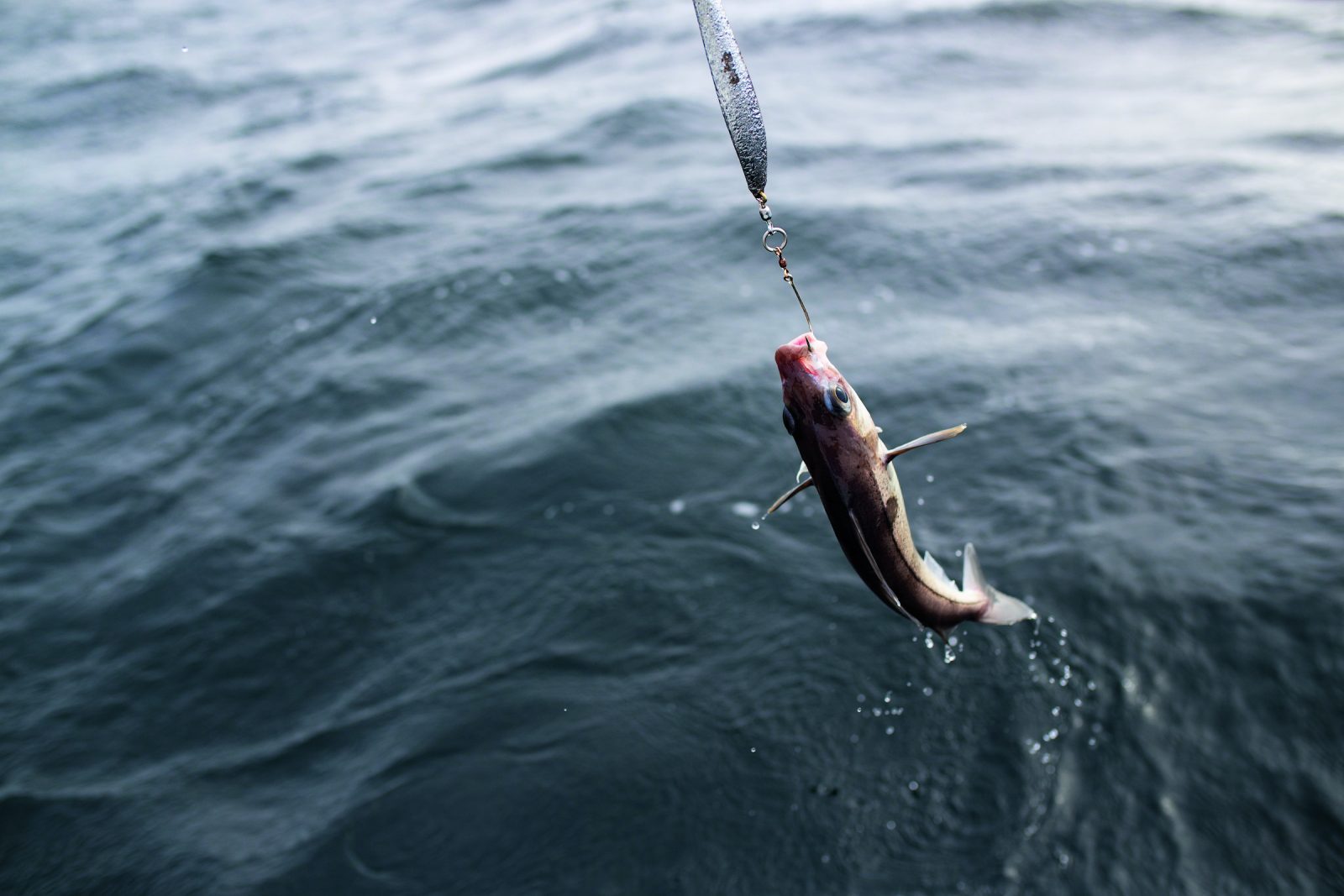 Haddock Terminal Tackle Tweaks to Reduce Cod Bycatch - On The Water