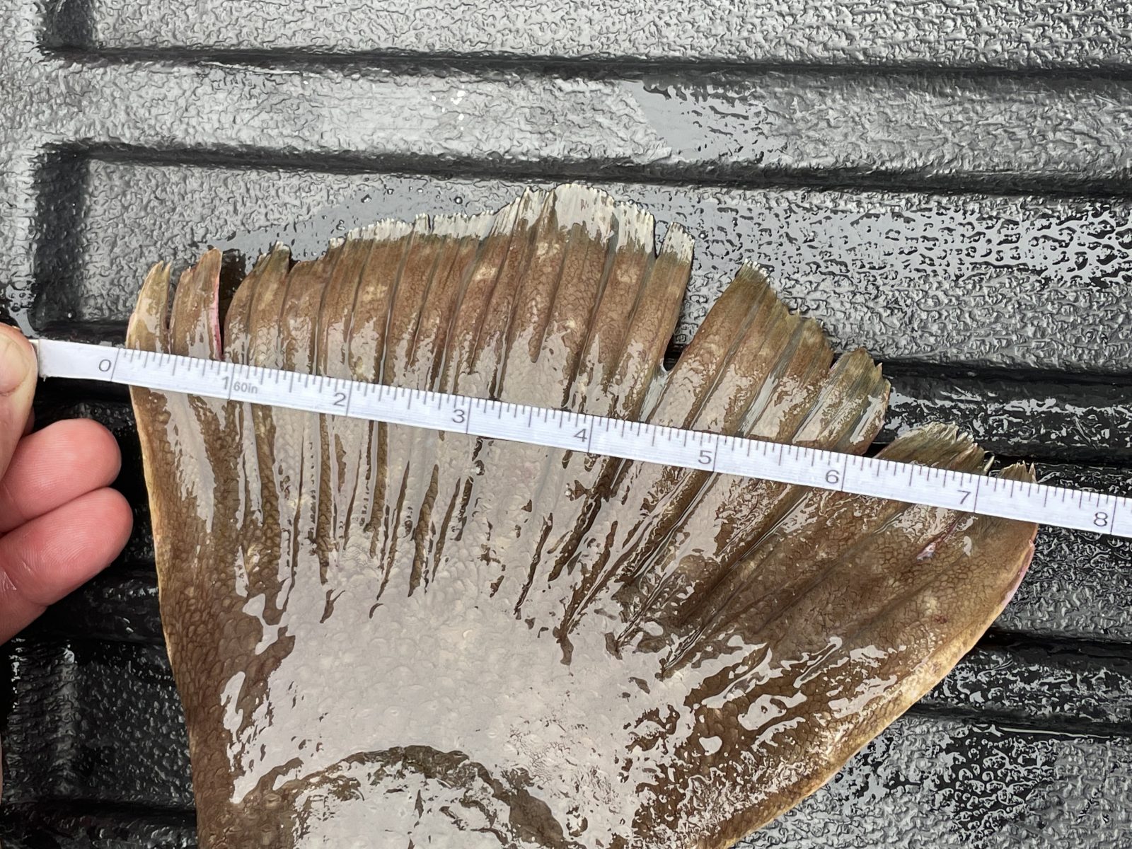 15-Pound Fluke Landed in Rhode Island - On The Water