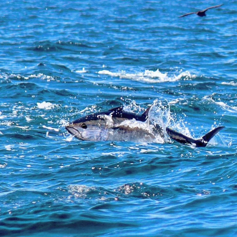 Light-Tackle Bluefin Tuna Fishing - On The Water