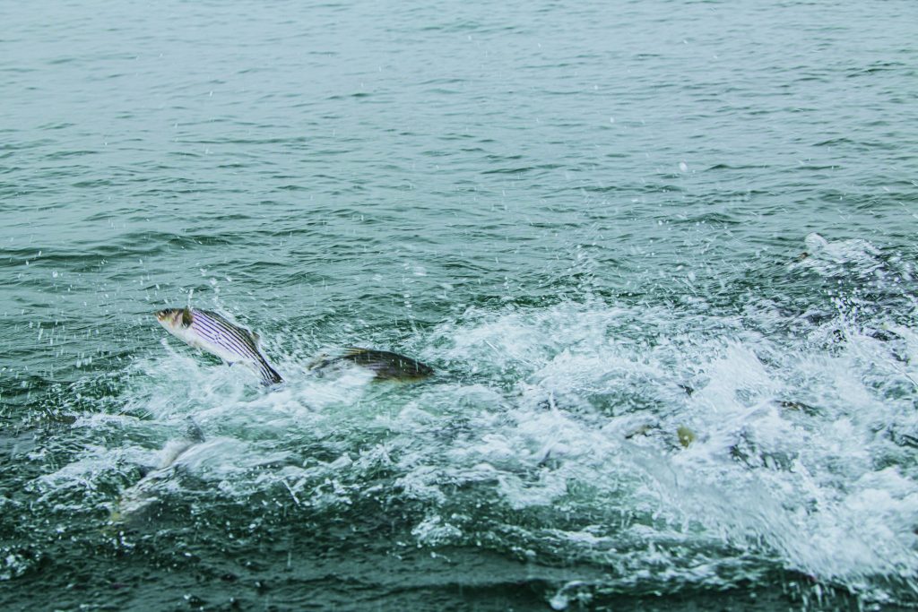 The Fall Striper Migration Road Map - On The Water