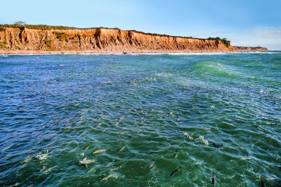 The Fall Striper Migration Road Map - On The Water