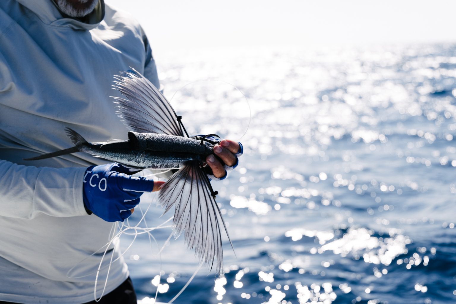 AFTCO celebrates the return of the Pacific bluefin tuna in new film ...