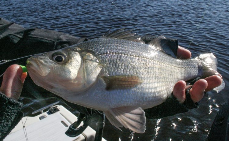 Catch White Perch All Winter in New Jersey - On The Water