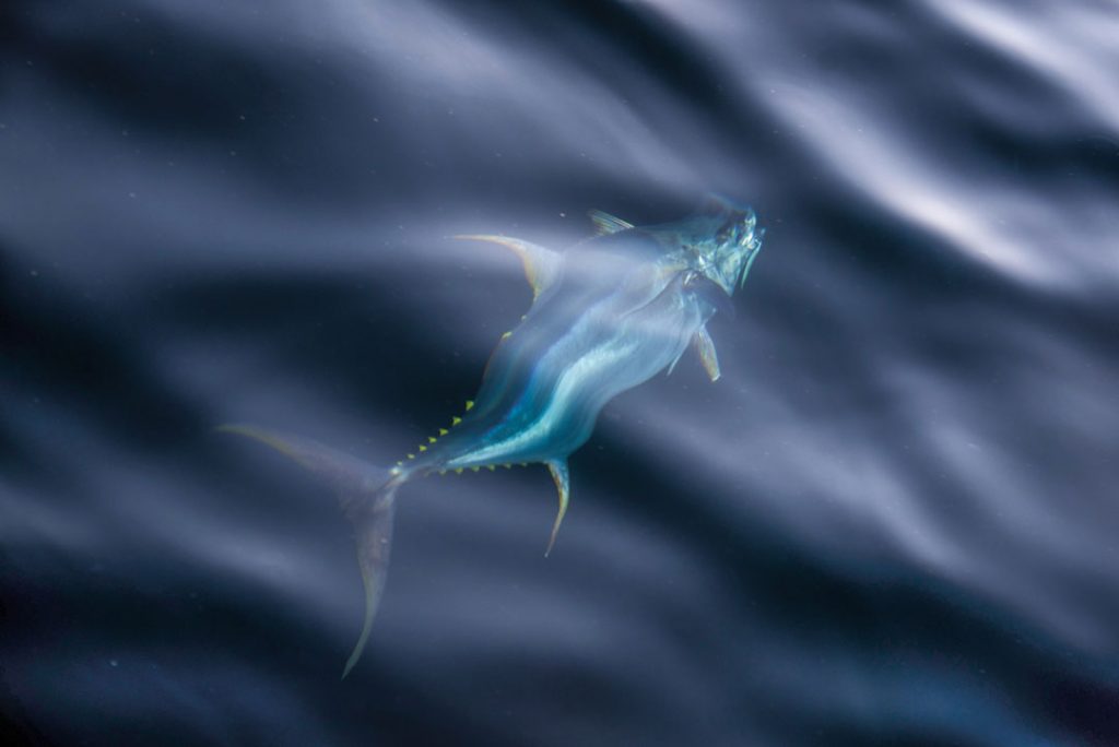 Jersey Yellowfin Tuna - On The Water