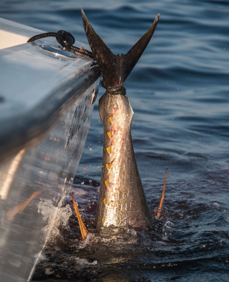 New Jersey Yellowfin - On The Water