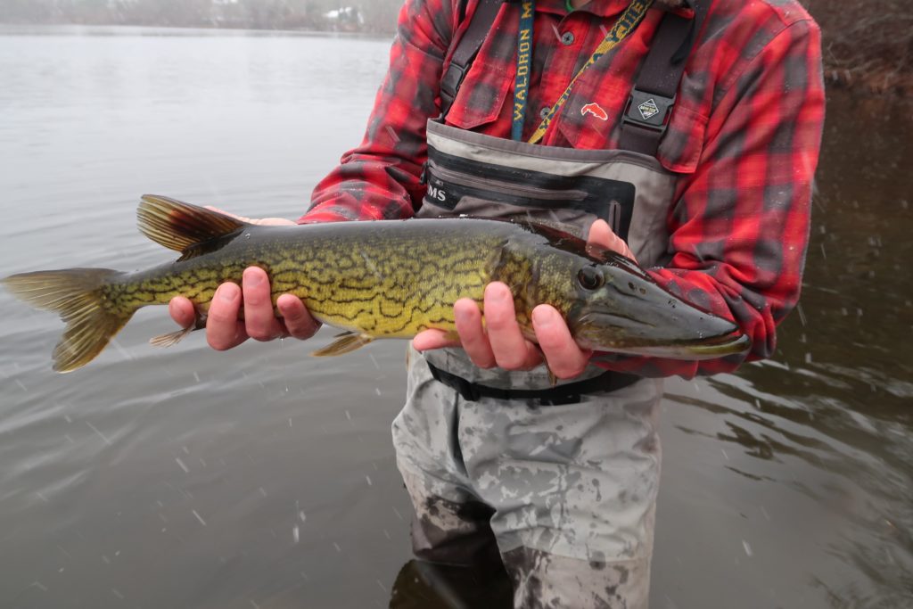 Winter Pickerel - On The Water